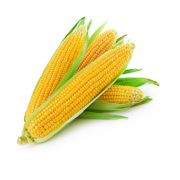 SenFresh – The pursuit of freshness