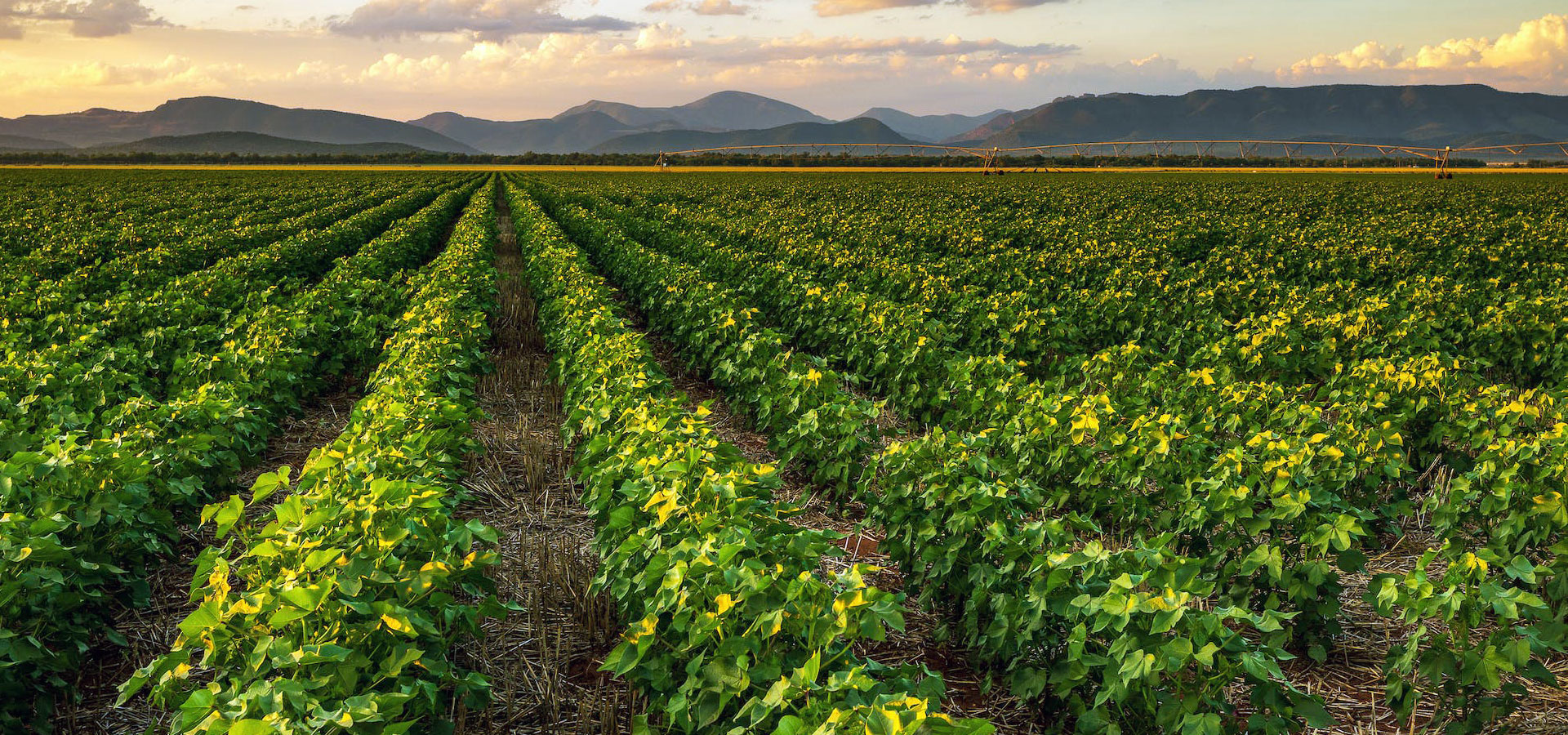 SenFresh – The pursuit of freshness